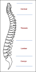 Anatomy of A Healthy Spine - Strong Health